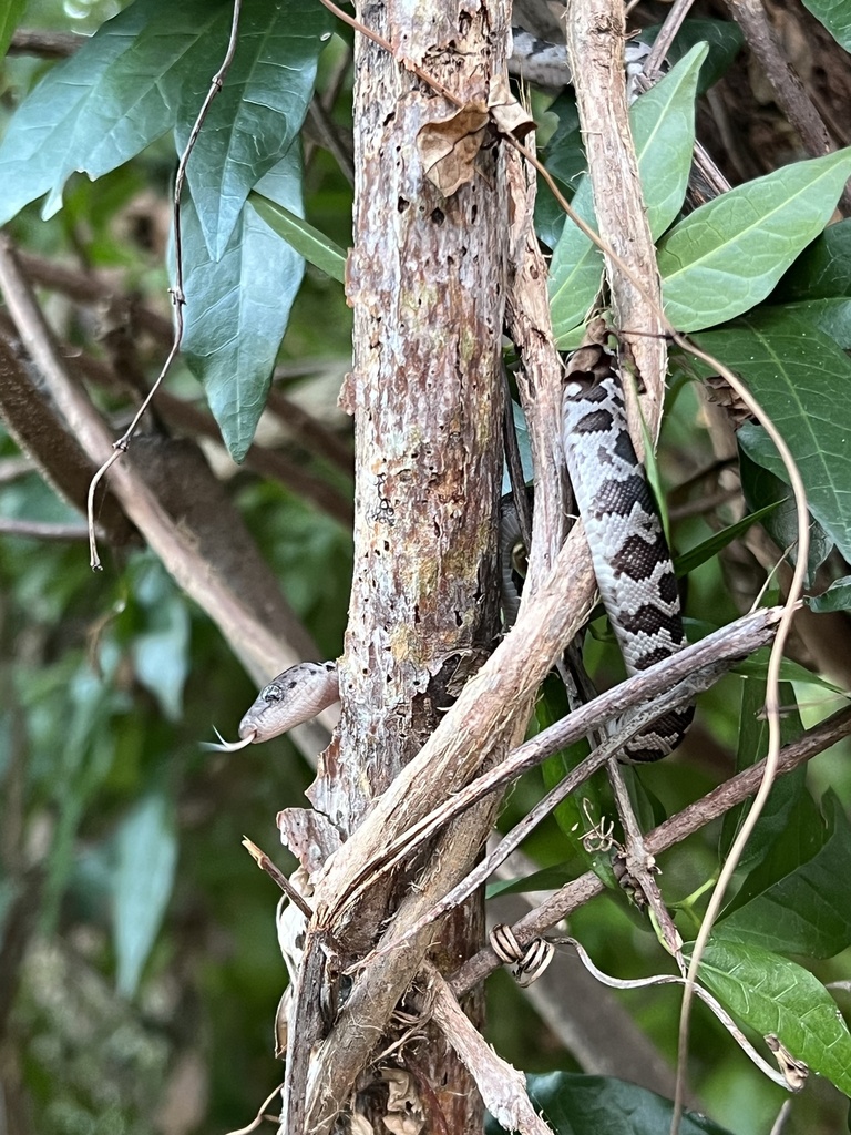 Virgin Islands boa in December 2022 by gabgoesoutside · iNaturalist