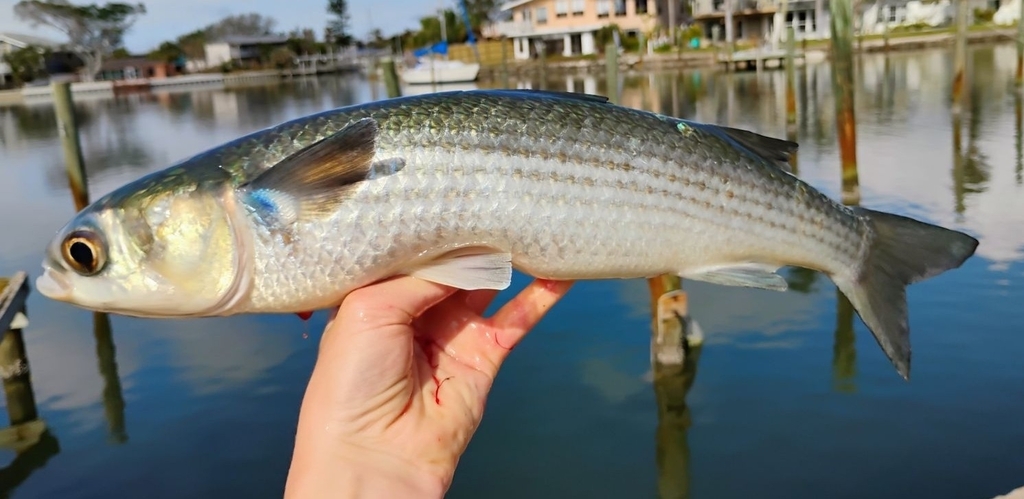 Sea Mullet (Mugil cephalus) - Marine Life Identification
