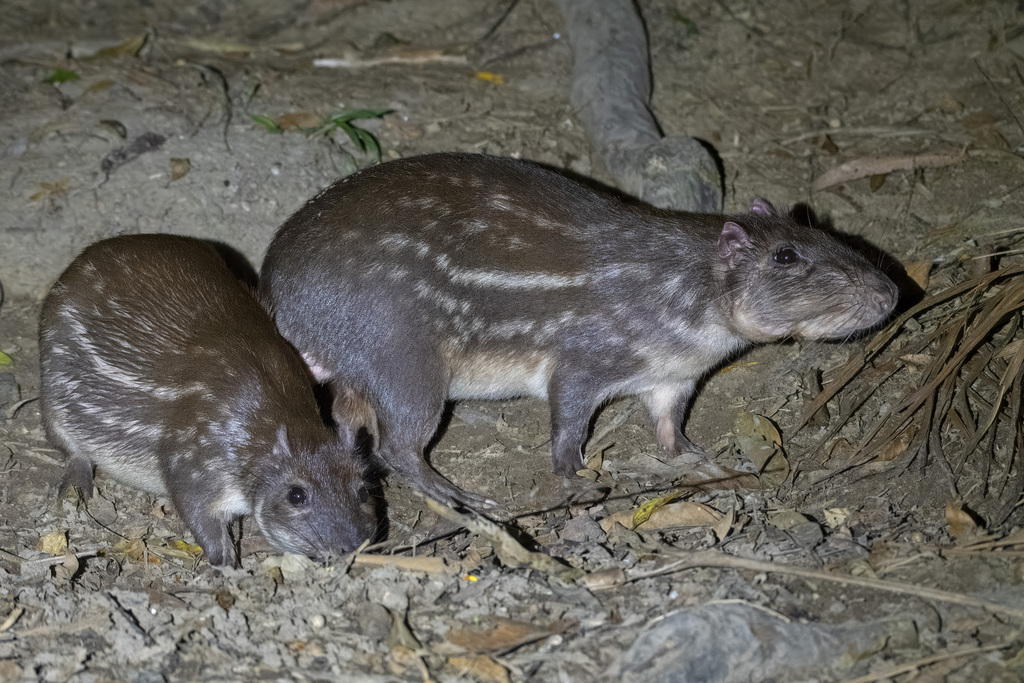 Spotted Paca from Tapiraí - SP, 18180-000, Brasil on August 29, 2024 at ...