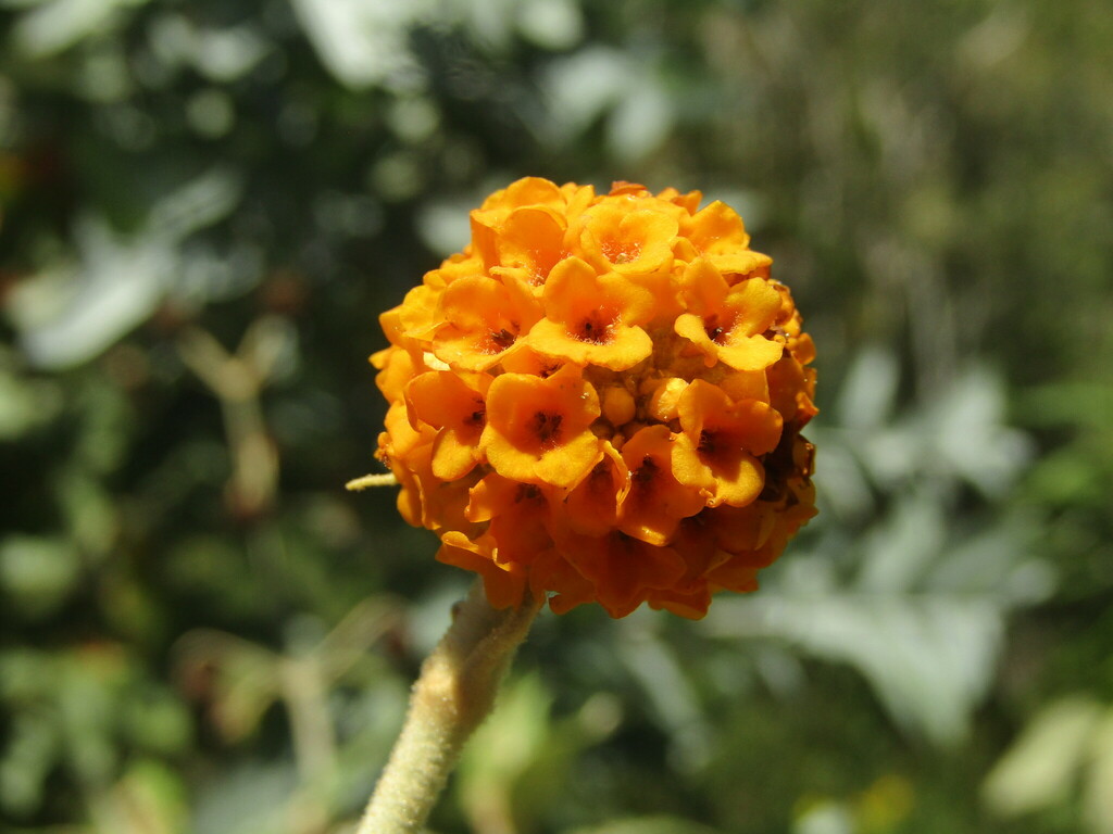Orange-ball tree from Concepcion, Bío Bío, Chile on December 30, 2024 ...