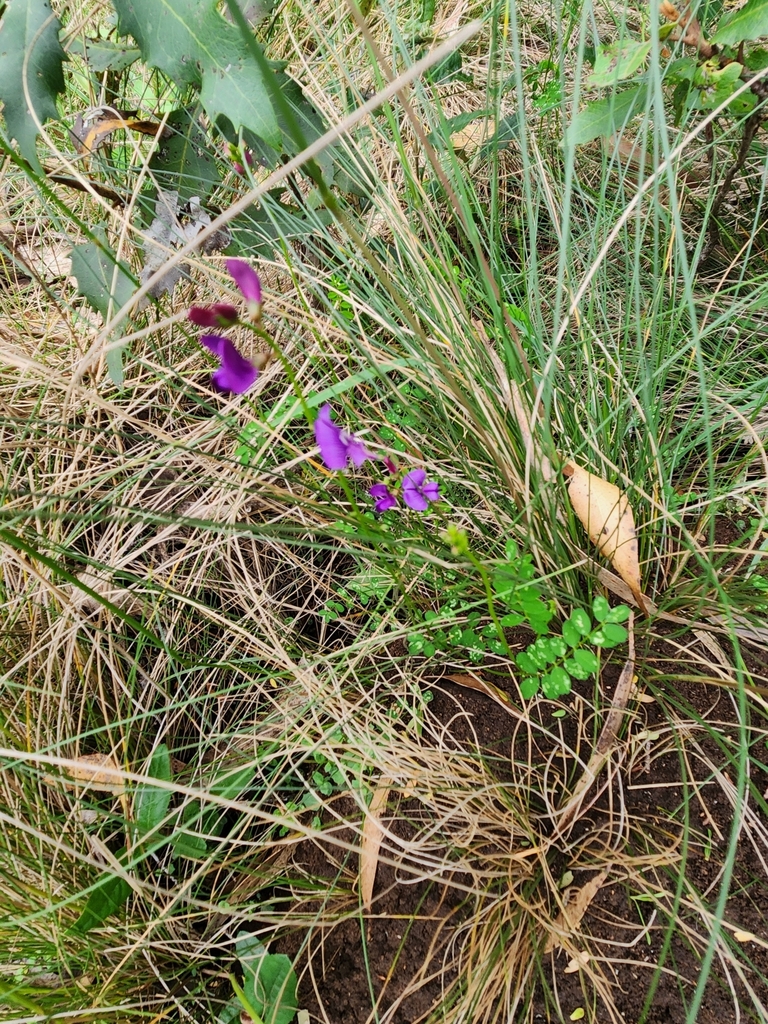 Smooth Darling Pea from Bellingen, AU-NS, AU on December 28, 2024 at 02 ...