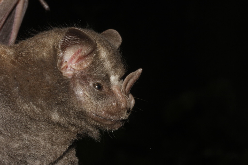 Great Fruit-eating Bat (Artibeus lituratus) - Know Your Mammals