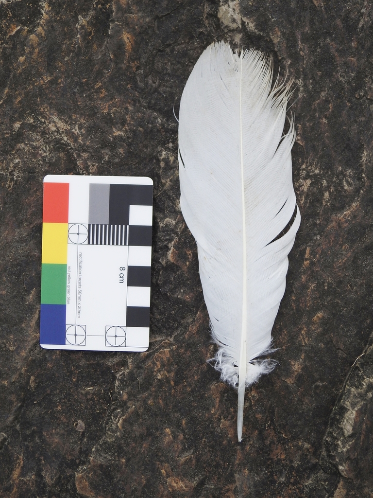 Birds from Jumping Creek Reserve, Warrandyte VIC, Australia on December ...