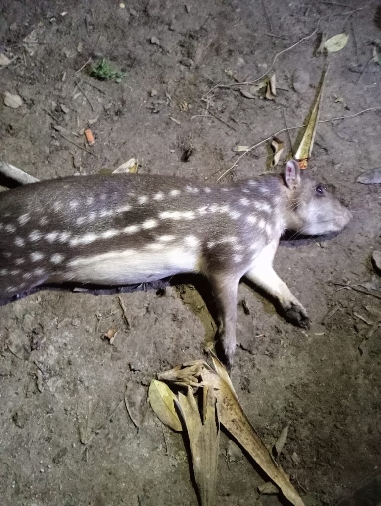 Spotted Paca from Calle Francisco I. Madero, Ixcanelco, Ver., MX on ...