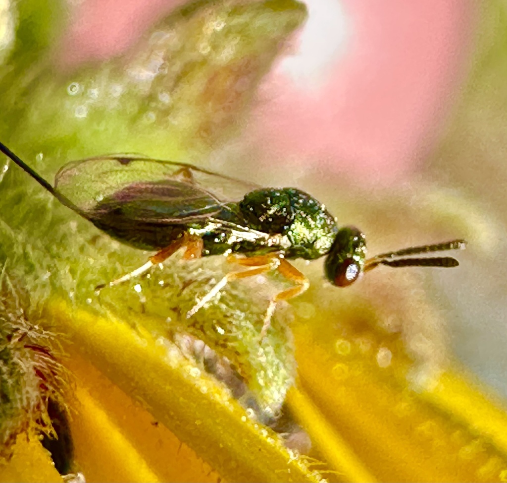 Torymus from Mission Trails Regional Park, San Diego, CA, US on ...
