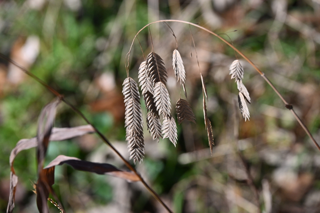 inland wood oats from Garland, TX, USA on December 29, 2024 at 01:12 PM ...