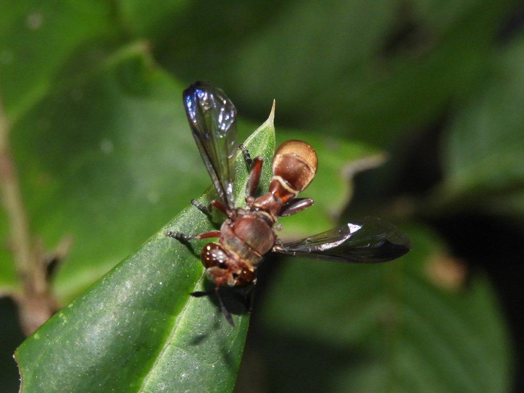 Cerioidini from South Nandi Forest, Kaptumo, Kenya on January 8, 2023 ...