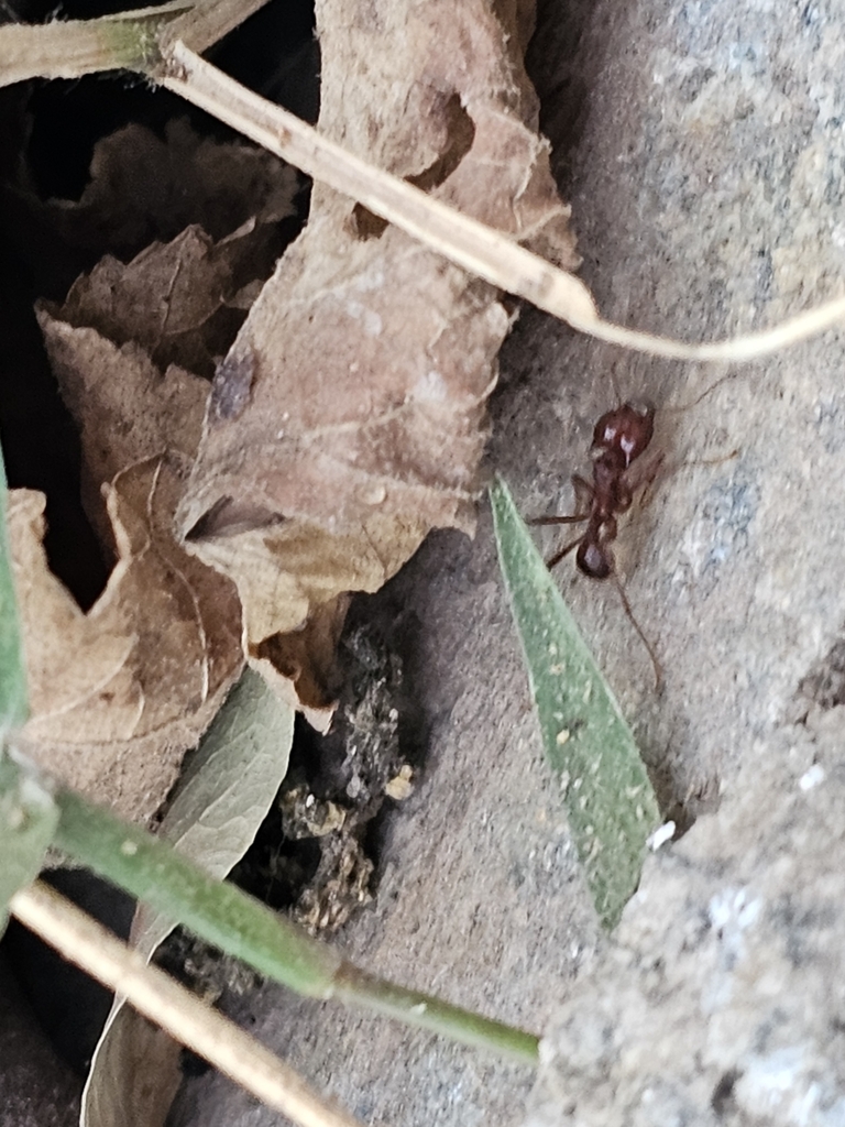 Chicatana Leafcutter Ant from 49225 Jal., México on December 30, 2024 ...