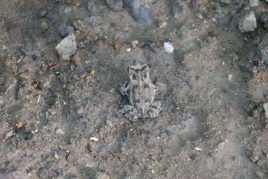 Giant Toad from Montezuma, Puntarenas Province, Puntarenas, Costa Rica ...