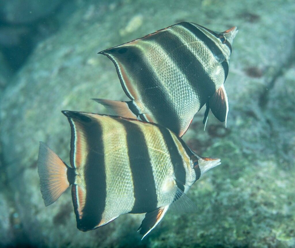 Eastern Talma from 1 Bower Ln, Manly NSW 2095, Australia on December 31 ...