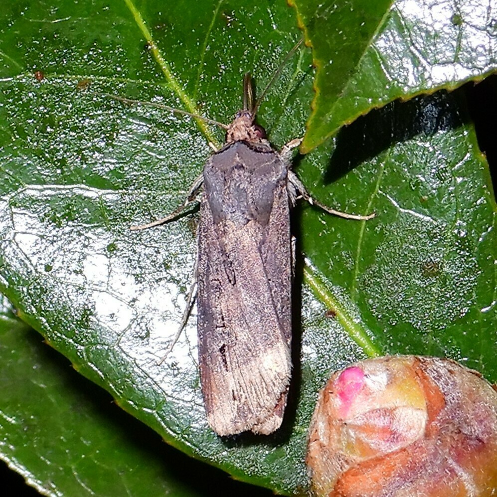 Ipsilon Dart Moth from 608 Martin Ave, Boaz, AL 35957, USA on December ...
