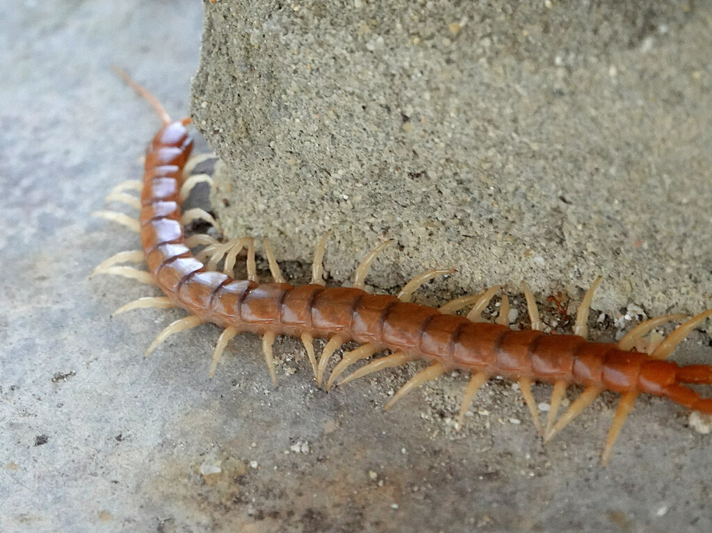 Pacific Giant Centipede from Lily Beach, Christmas Island 6798 ...