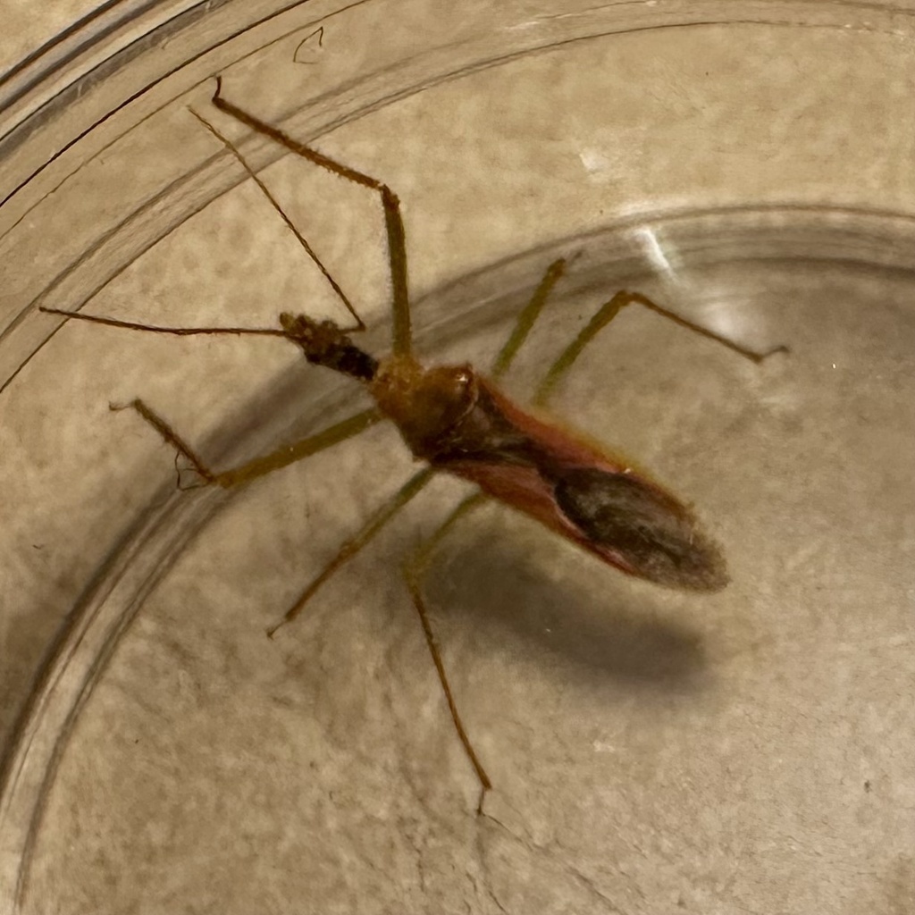 Leafhopper Assassin Bug from Oak Ct, Schertz, TX, US on December 30 ...