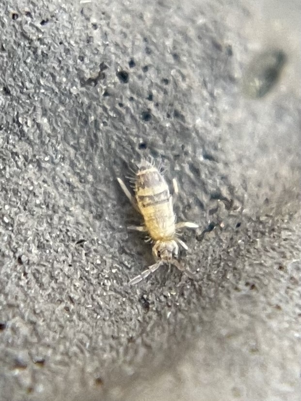 Entomobrya assuta in December 2024 by northerly · iNaturalist