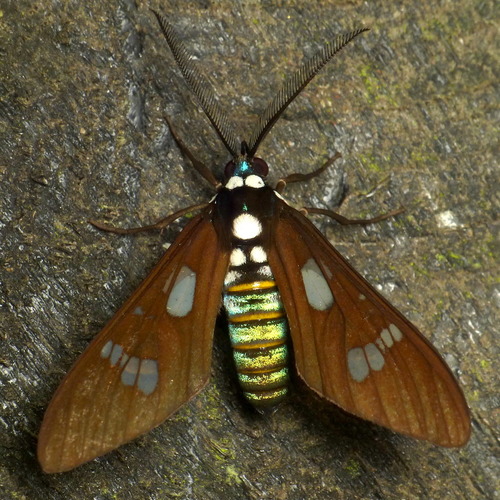 Genus Phaio · iNaturalist