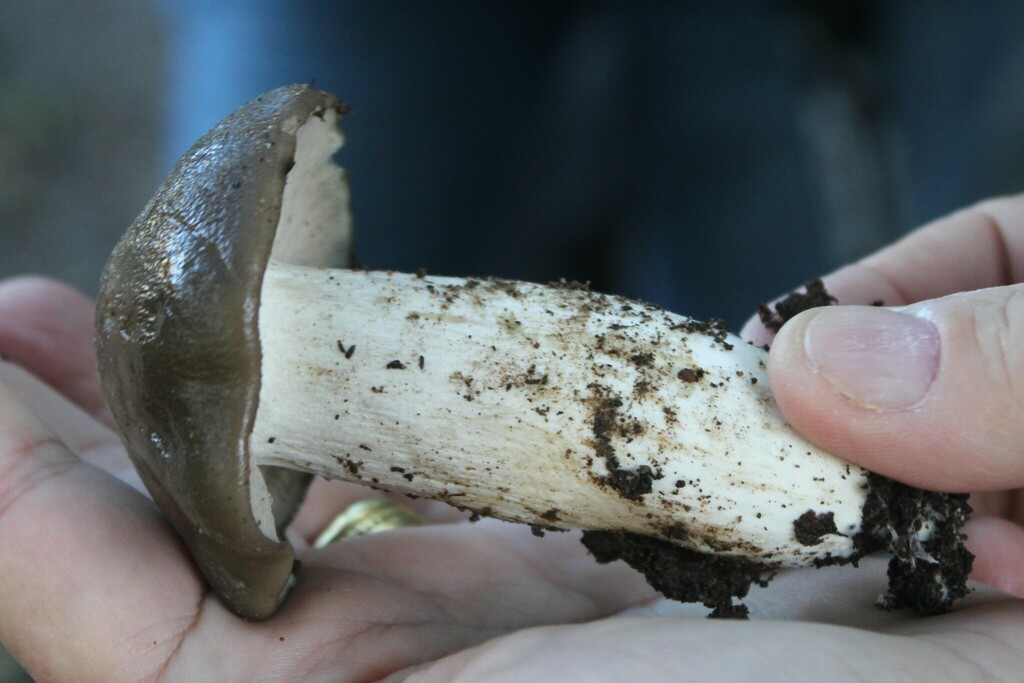 Midnight Entoloma from Roys Redwoods Preserve, Woodacre, CA 94973, USA ...