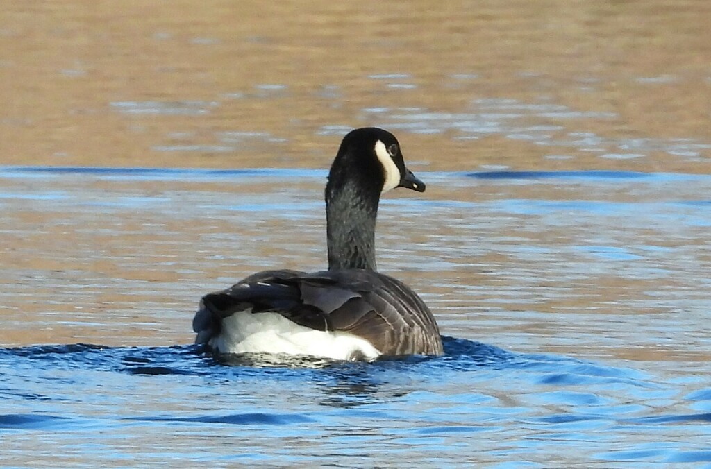Canada Goose from Union Gap, WA 98903, USA on December 30, 2024 at 02: ...