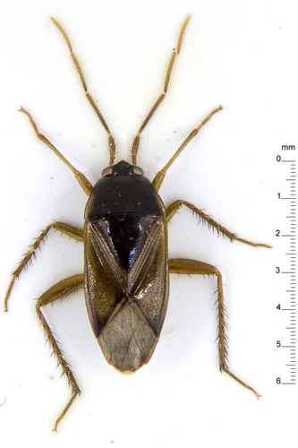 Kanigara oculata · NaturaLista Colombia