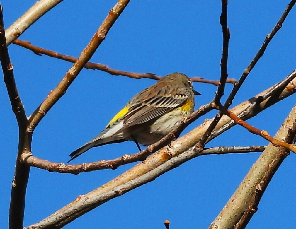 Yellow-rumped Warbler from Union Gap, WA 98903, USA on December 30 ...