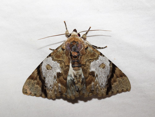 Trisula variegata · iNaturalist United Kingdom