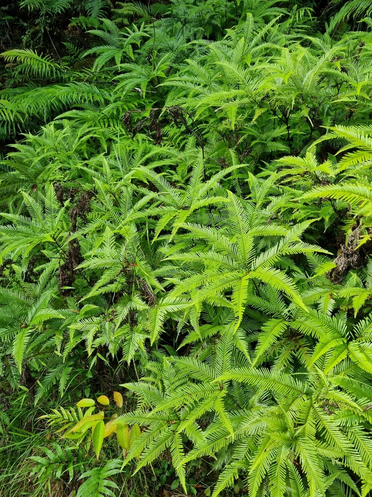 Shiny Fan Fern from Kerikeri 0293, New Zealand on December 31, 2024 at ...