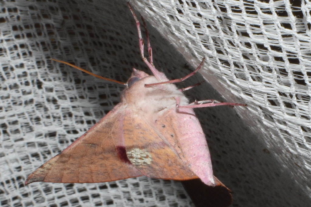 Pink-bellied Moth from Alstonville NSW 2477, Australia on November 7 ...