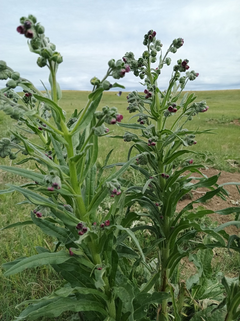 hound's-tongue from Custer County, SD, USA on June 08, 2024 at 10:32 AM ...