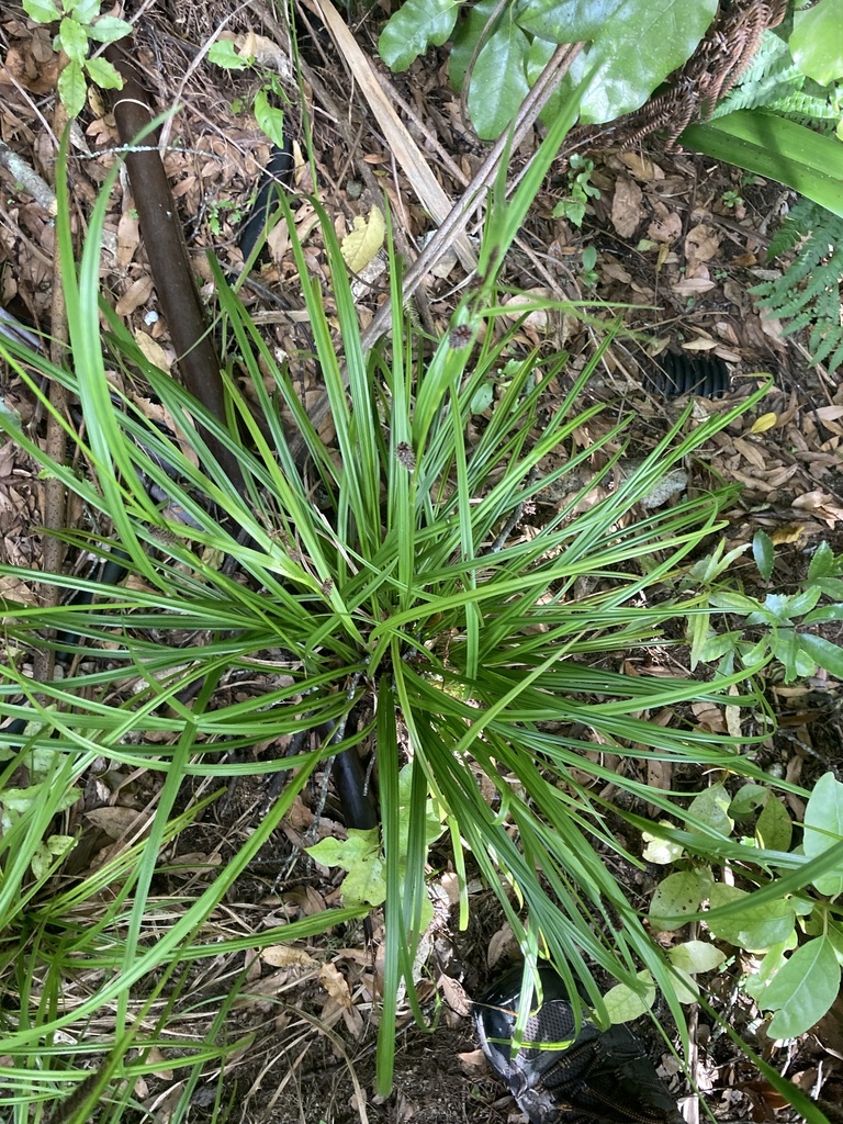 bush sedge from Okere Falls, New Zealand on December 31, 2024 at 06:30 ...