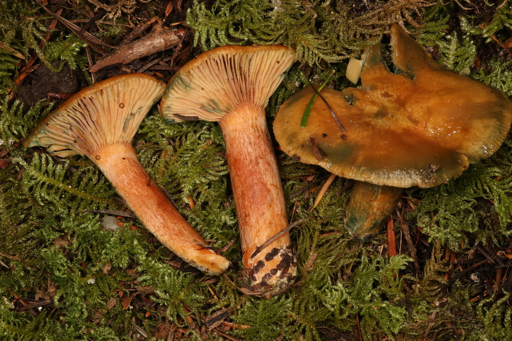 Red-bleeding Milk Cap from Randle, WA 98377, USA on November 02, 2024 ...