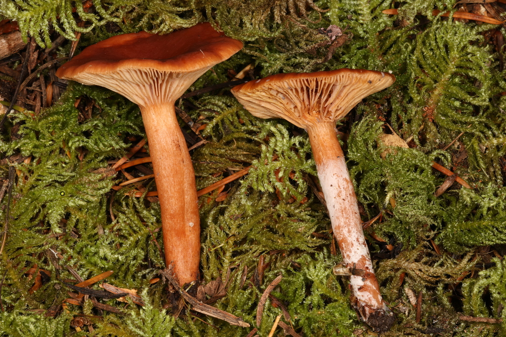 Lactarius subviscidus from Randle, WA 98377, USA on November 02, 2024 ...