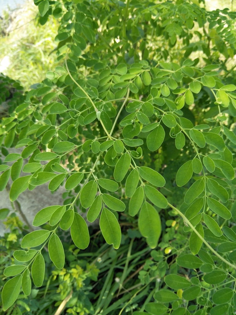 Moringa tree from 84M6+X5M, Jantok, Kec. Purwoasri, Kabupaten Kediri ...
