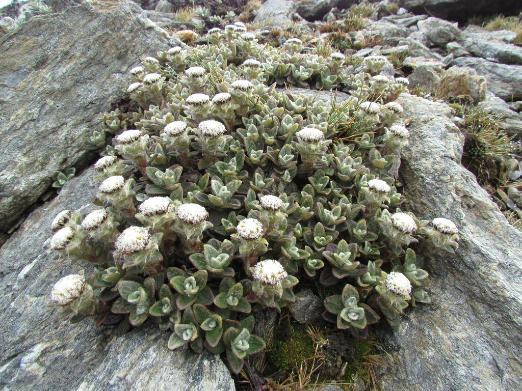 Haastia sinclairii from Cardrona 9382, New Zealand on December 31, 2024 ...