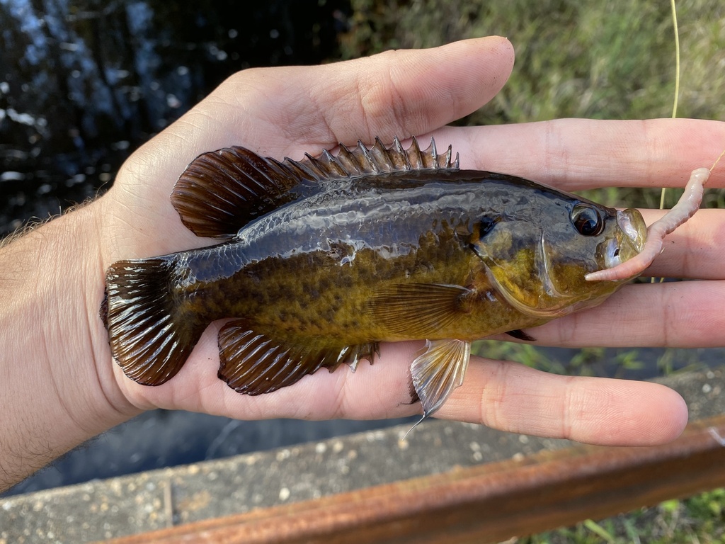 Mud Sunfish in November 2021 by Kenneth · iNaturalist