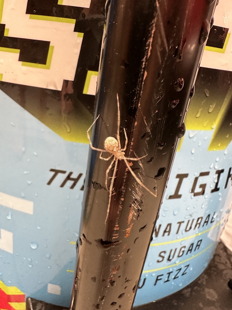 White porch spider from Bellevue Ave, Rosanna, VIC, AU on December 31 ...