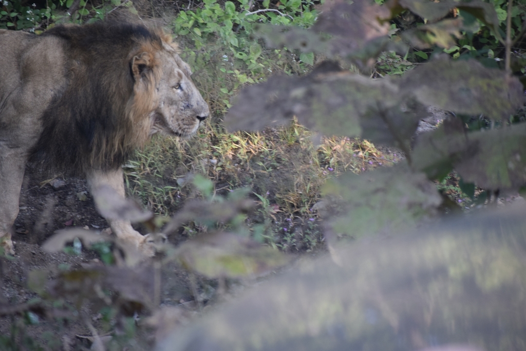 Northern Lion in December 2017 by Sourashis Mukhopadhyay · iNaturalist