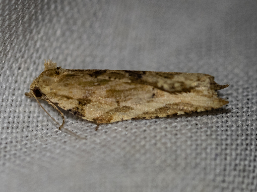 Sharp-Tipped Bell Moth from Flagstaff, Hamilton, New Zealand on ...