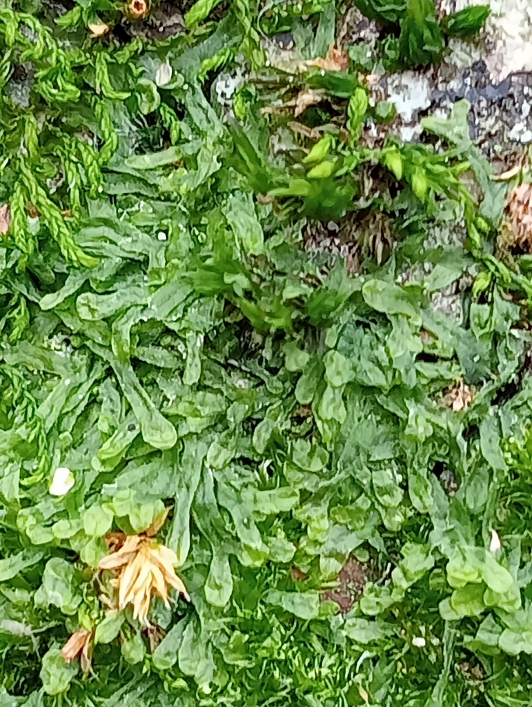 Forked Veilwort from Howard Drive, Rawcliffe, York YO30 5RB, UK on ...
