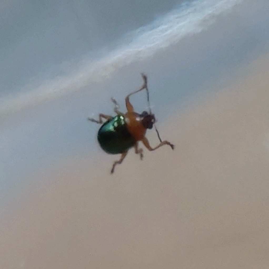 Basilepta fulvipes from 日本、〒591-8008 大阪府堺市北区東浅香山町 on June 1, 2024 at 04 ...