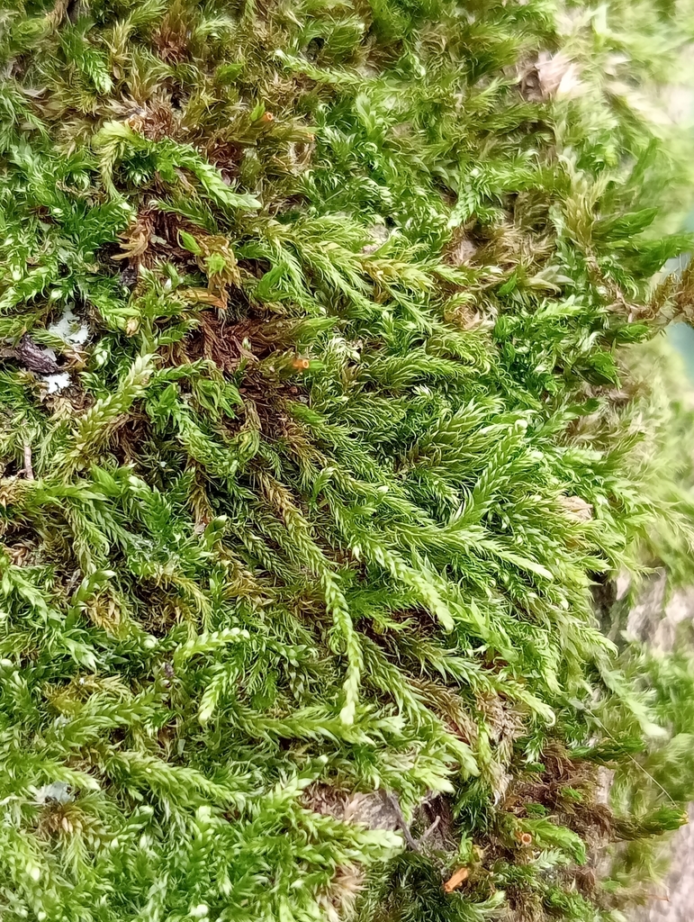 mamillate plait-moss from Lake, Rawcliffe, Rawcliffe, York YO30 4UX, UK ...