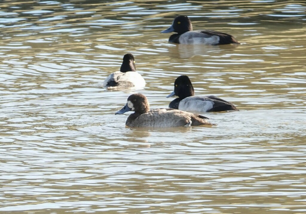 Greater Scaup from The Colony, TX, USA on December 27, 2024 at 03:00 PM ...
