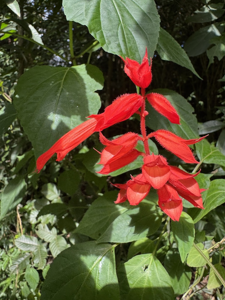 Scarlet Sage from Botucatu, SP, BR on December 30, 2024 at 08:48 AM by ...