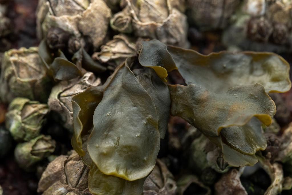 Rockweed from Vancouver, BC V6T 1Z1, Canada on October 3, 2024 at 02:23 ...