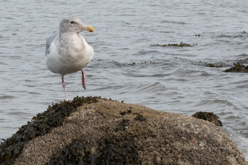 Large White-headed Gulls from Vancouver, BC V6T 1Z1, Canada on October ...