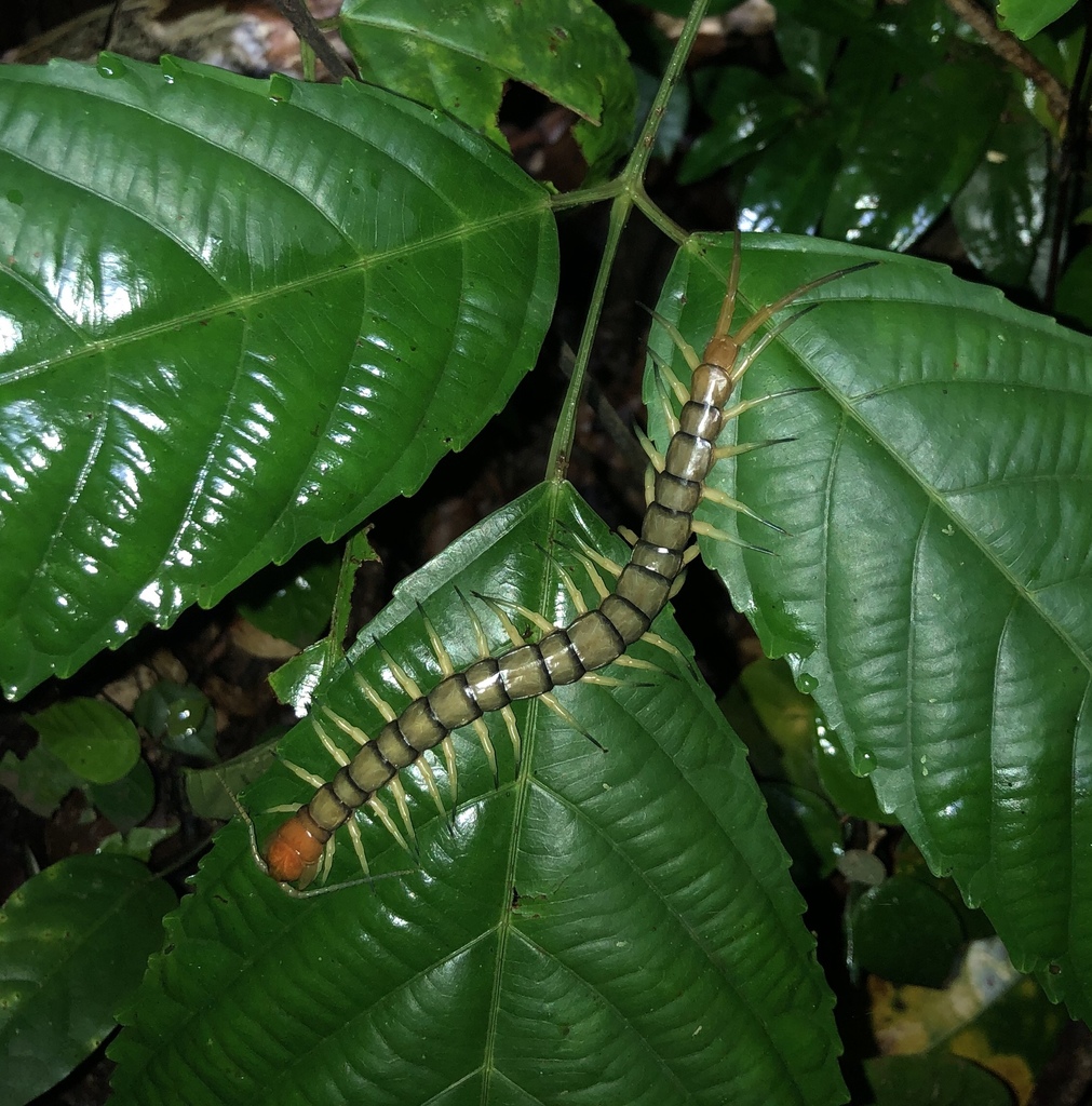 Pacific Giant Centipede from 5300, Puerto Princesa City, Palawan, PH on ...