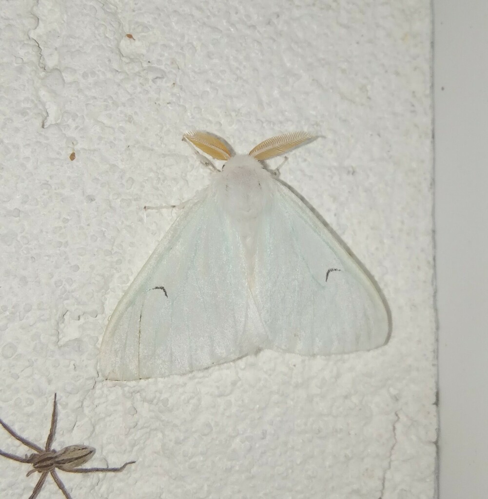 Black V Moth from Negureni, România on June 6, 2019 at 03:58 AM by ...