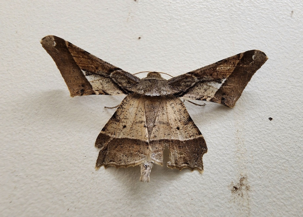 Krananda latimarginaria from Pat Sin Leng, Hong Kong on December 30 ...