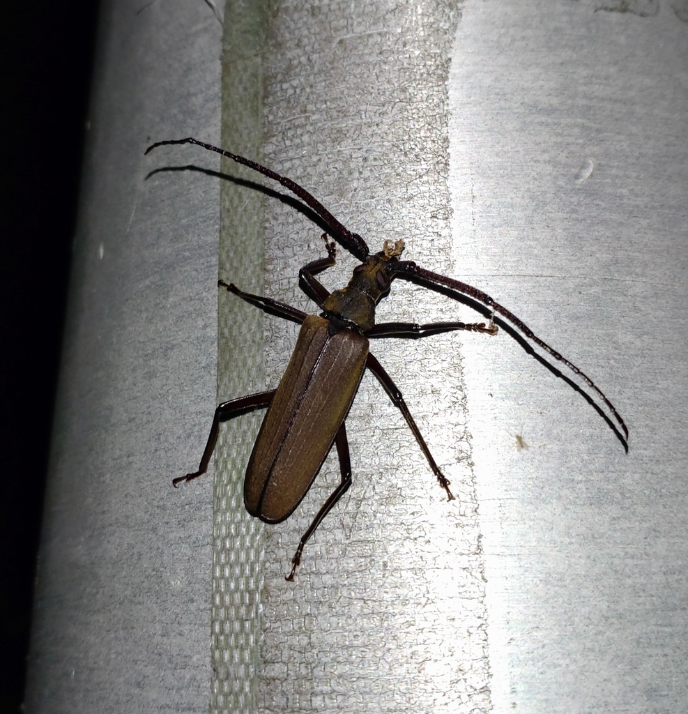 Thin-winged Longicorn Beetle from 日本、〒591-8022 大阪府堺市北区金岡町 on July 6, 2024 at 09:02 PM by はる ...