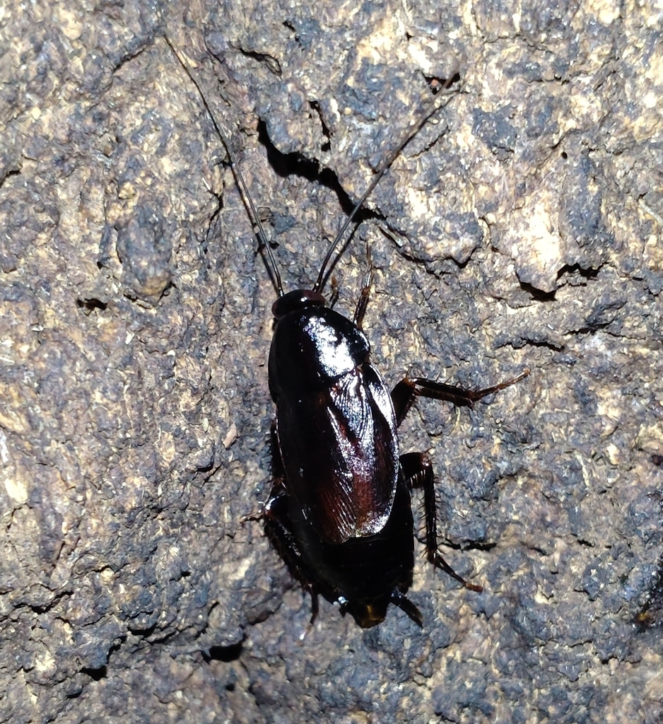 Japanese Cockroach from 日本、〒591-8022 大阪府堺市北区金岡町128 on July 06, 2024 at ...