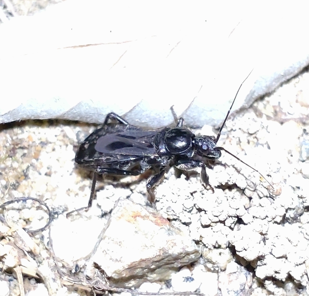 Peirates turpis from 日本、〒591-8022 大阪府堺市北区金岡町128 on July 6, 2024 at 08: ...