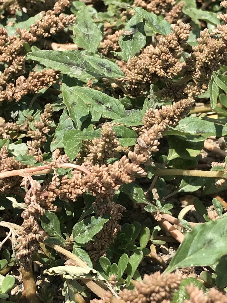 Prostrate Amaranth (Amaranthus deflexus) - Botanical Realm